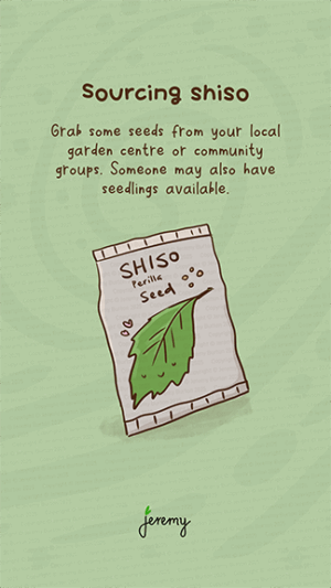 Grow shiso (perilla) all year round in Australia – Jeremy Burton ...